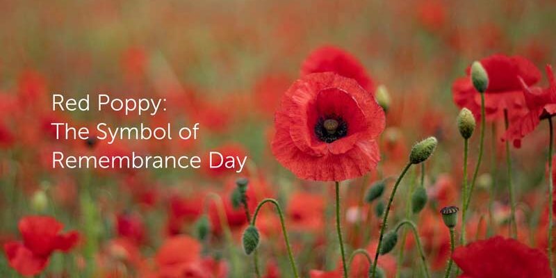 Red Poppy The Symbol Of Remembrance Day YMCA Newcomer Information Centre